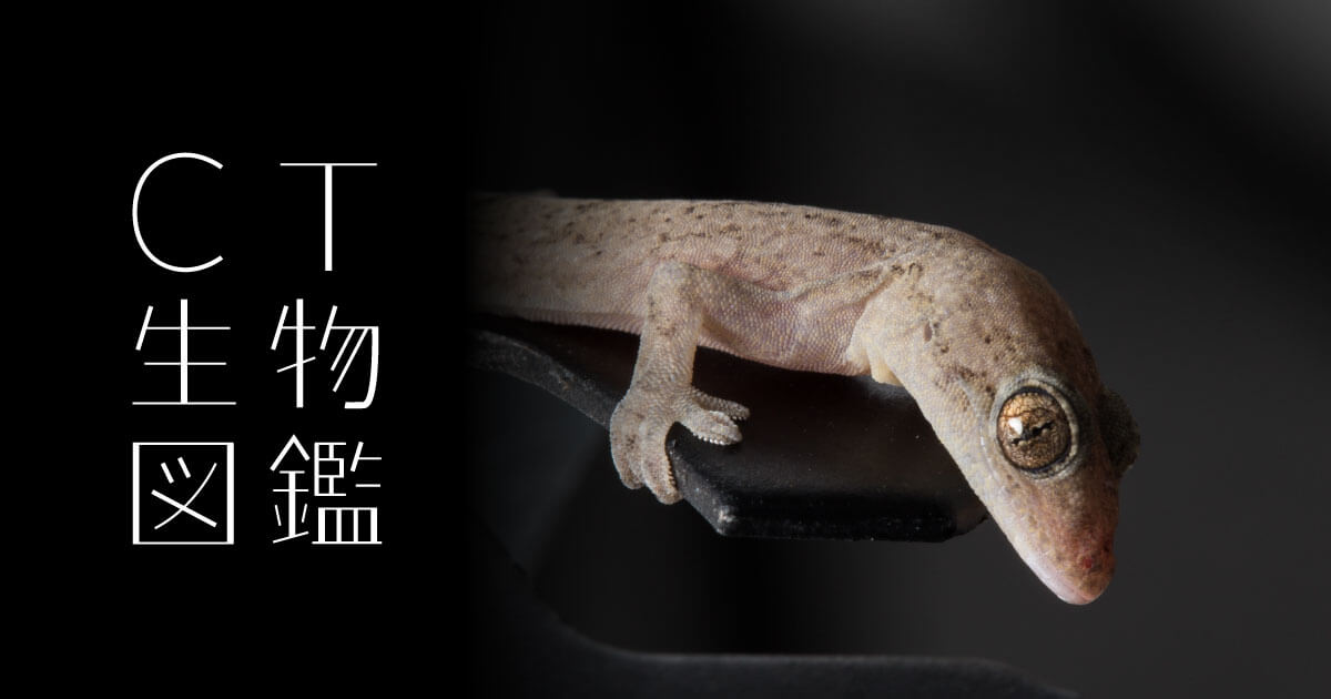 No.10 Japanese gecko | CT生物図鑑